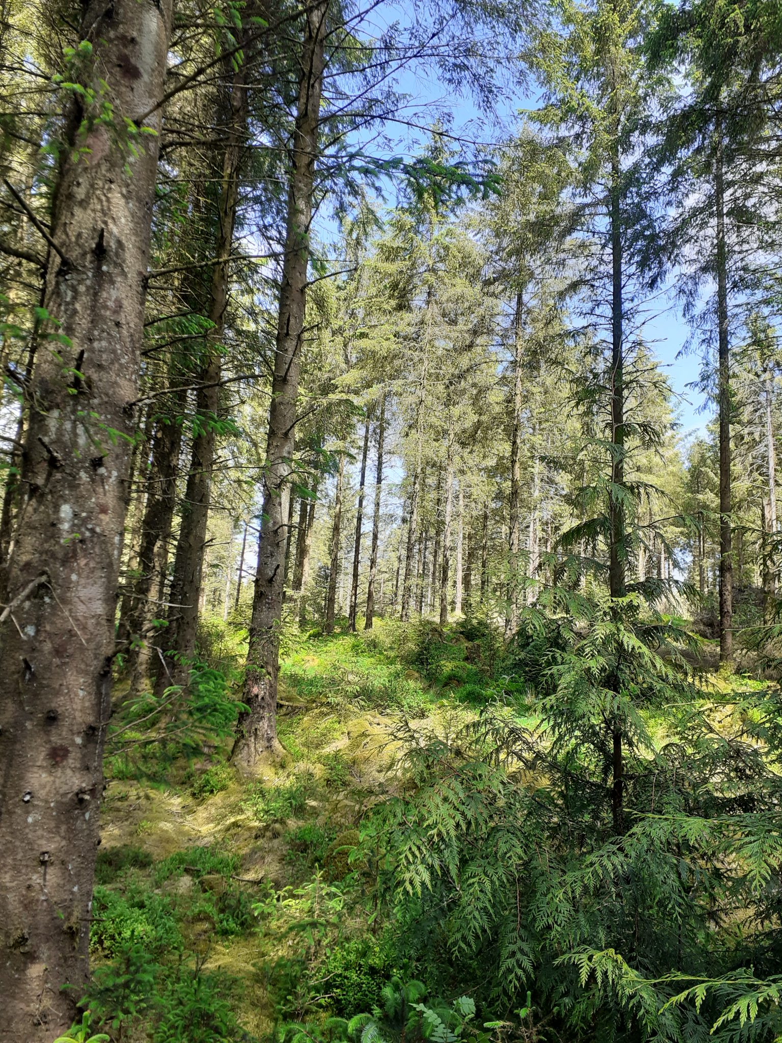 Continuous Cover Forestry - Sustainable Forest Management